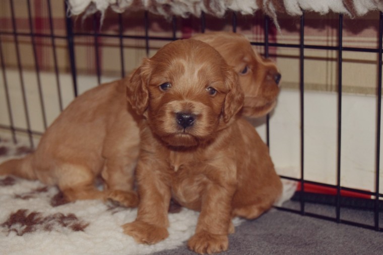 Beautiful Fox Red cockapoo pups | Quick Market