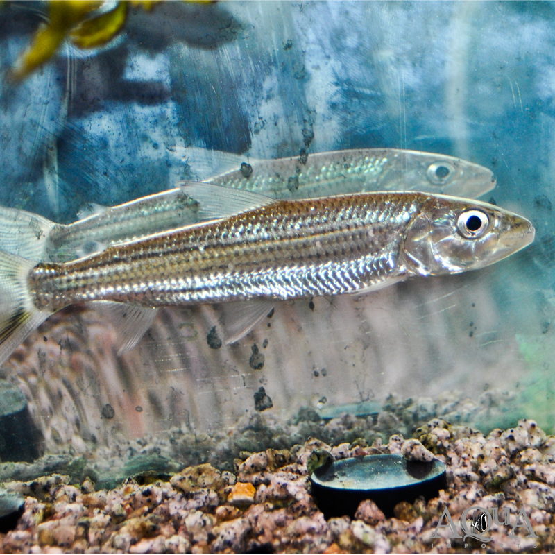 Arowana fish for sale | Quick Market