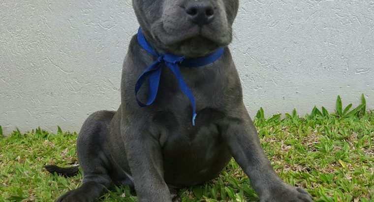 Blue Staffy Puppies Available | Quick Market