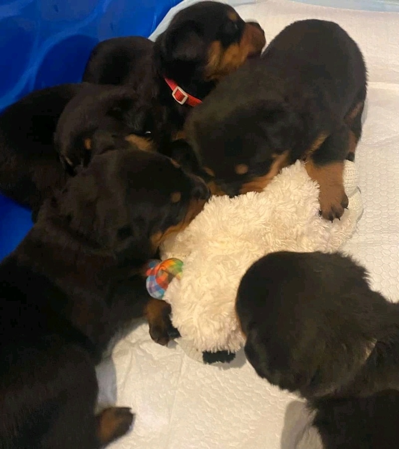 Rottweiler Puppies PureBred | Quick Market