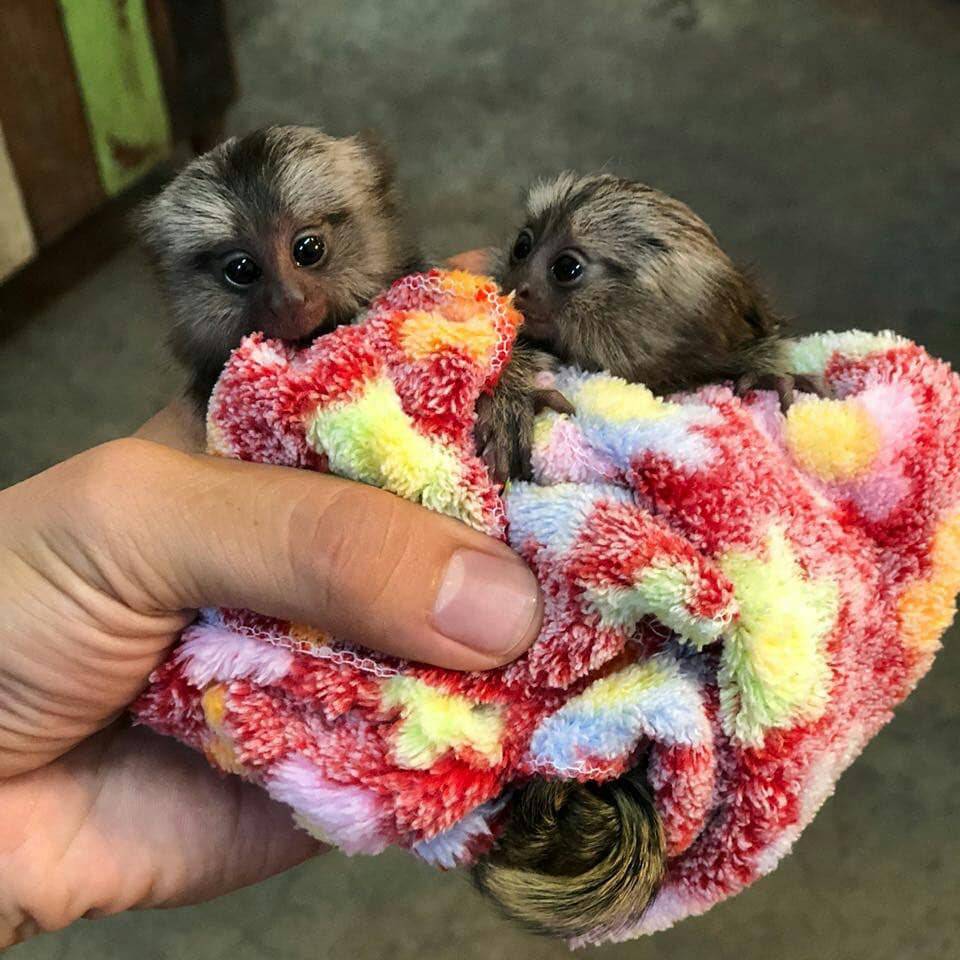 Lovely Finger Marmoset and Capuchin Monkeys Monkeys | Quick Market