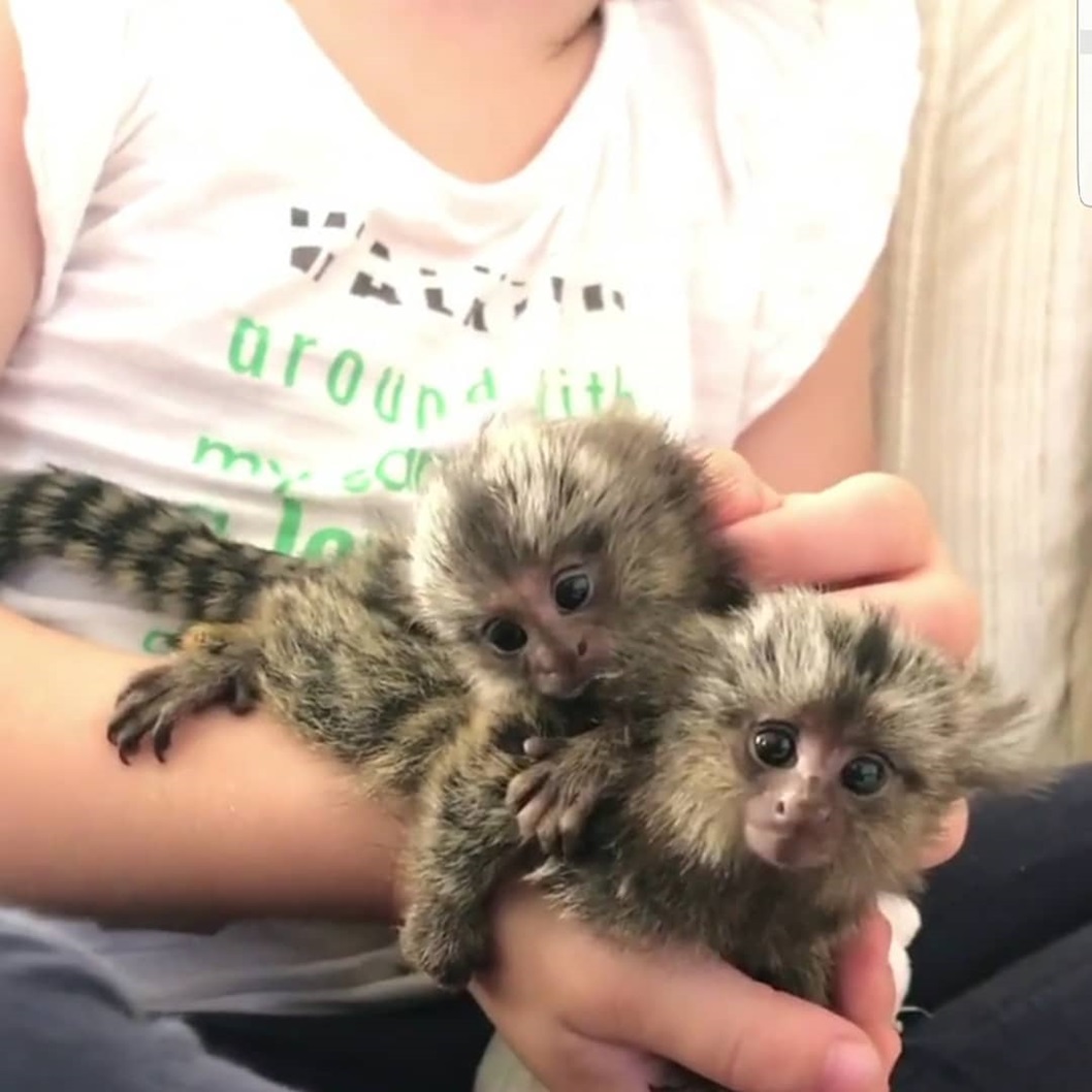 Home Trained Finger Marmoset Monkeys . | Quick Market